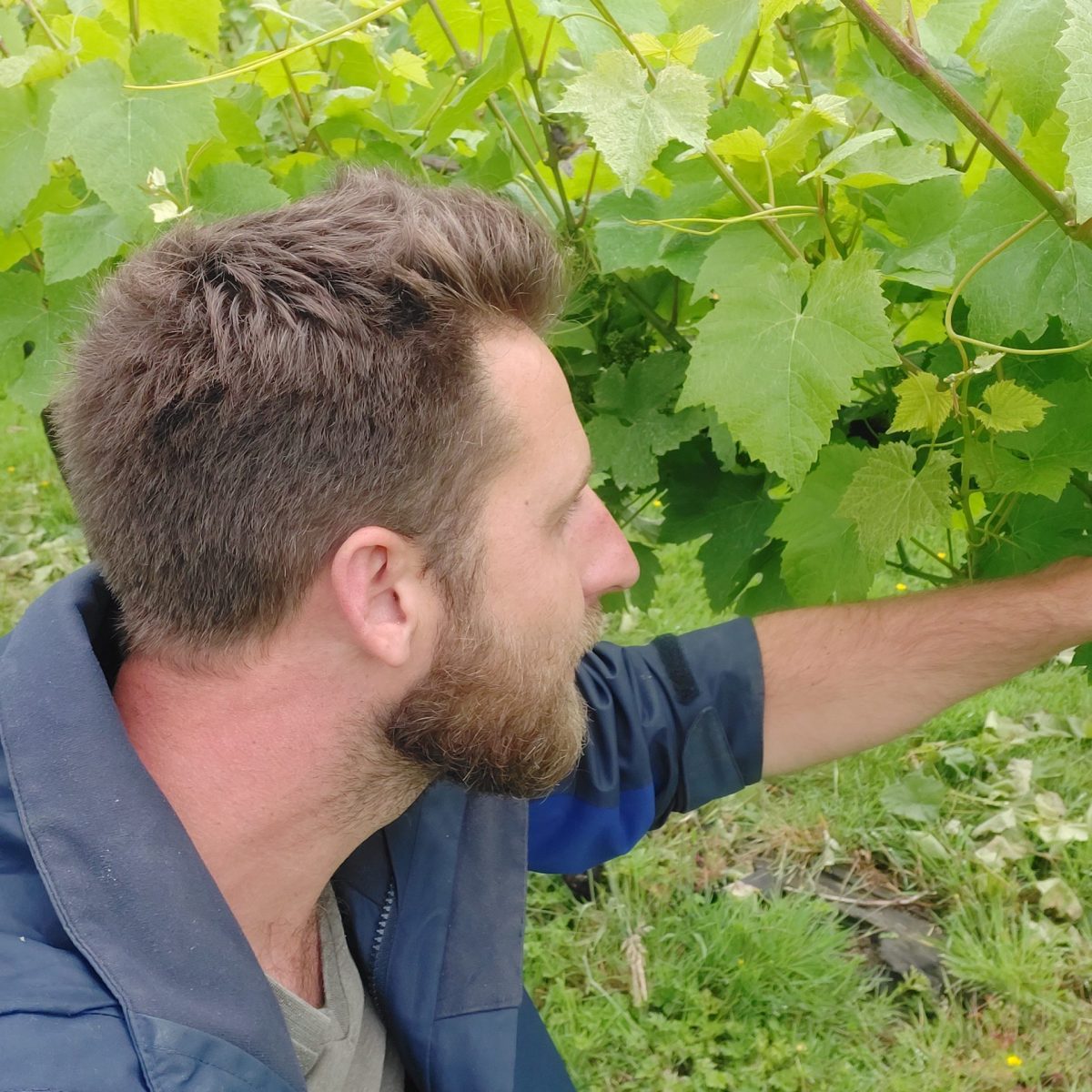 Establishing and managing vineyards