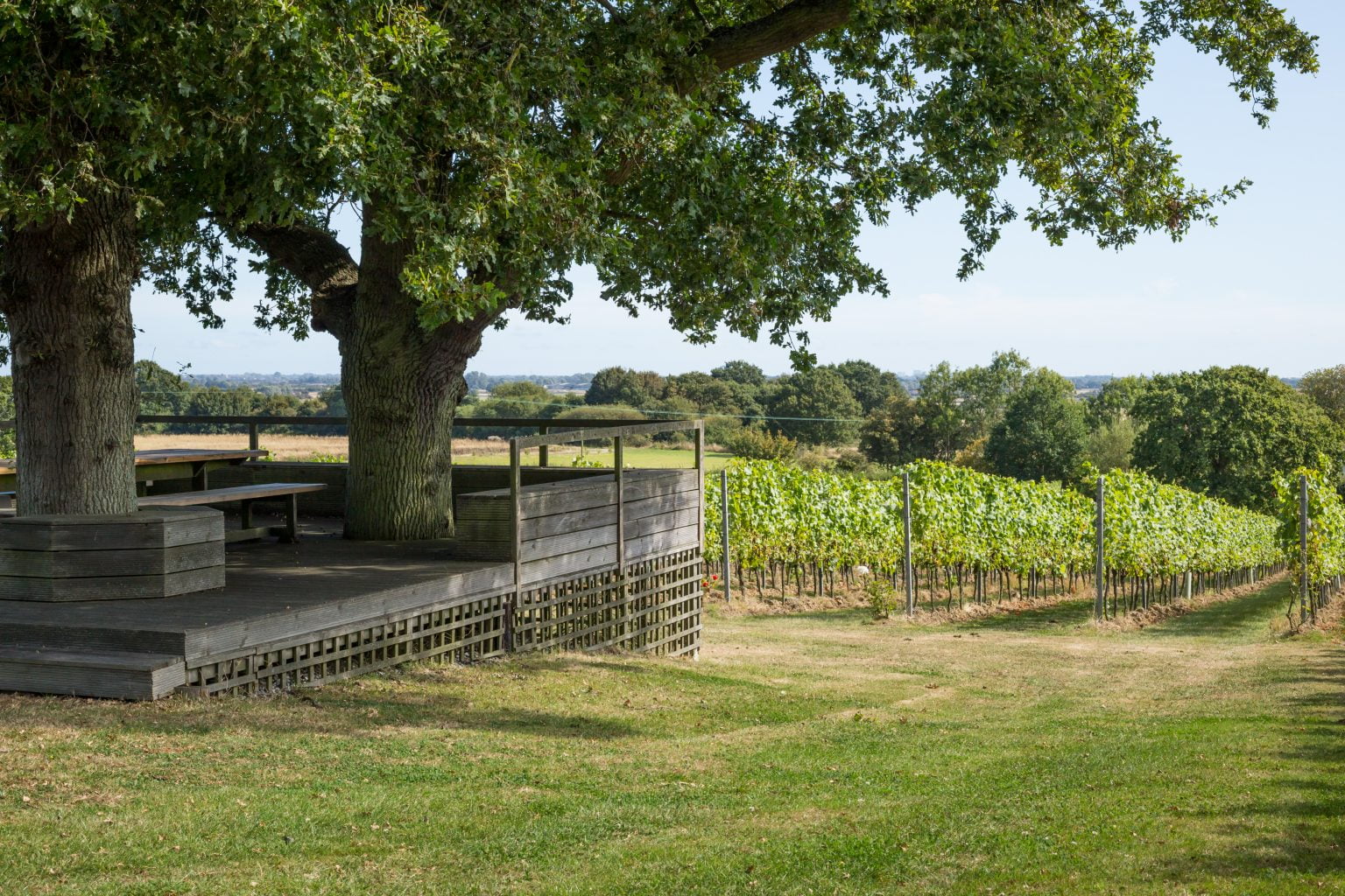 Establishing and managing vineyards