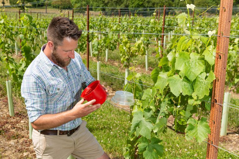 Establishing and managing vineyards