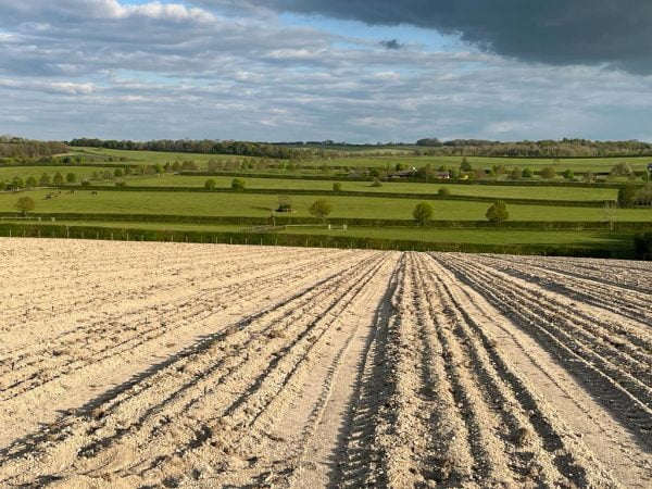 5 Key Considerations for Planting Your Dream Vineyard