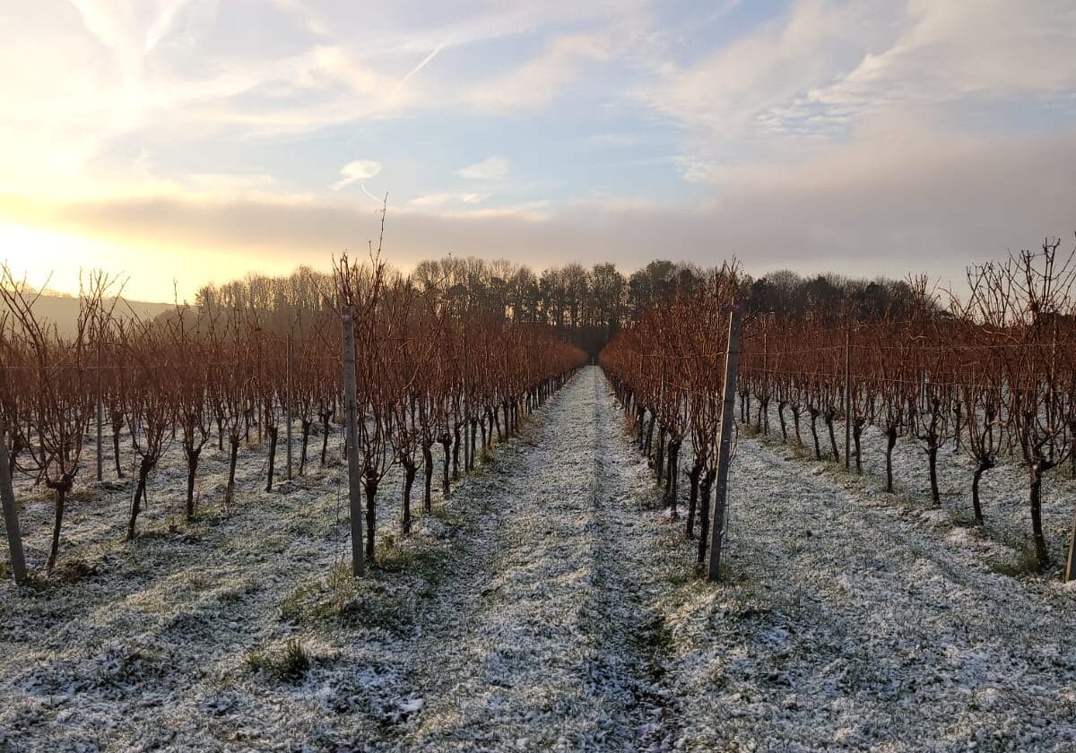 4 Key Questions To Prepare for the Season Ahead - Vinescapes
